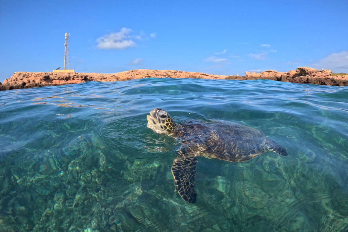 How to visit the Daymaniat Islands from Muscat - Oman Wanderlust