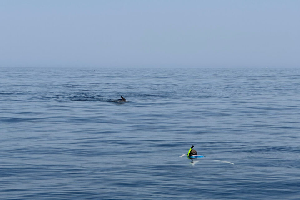 Swimming with whale sharks in Oman - Oman Wanderlust